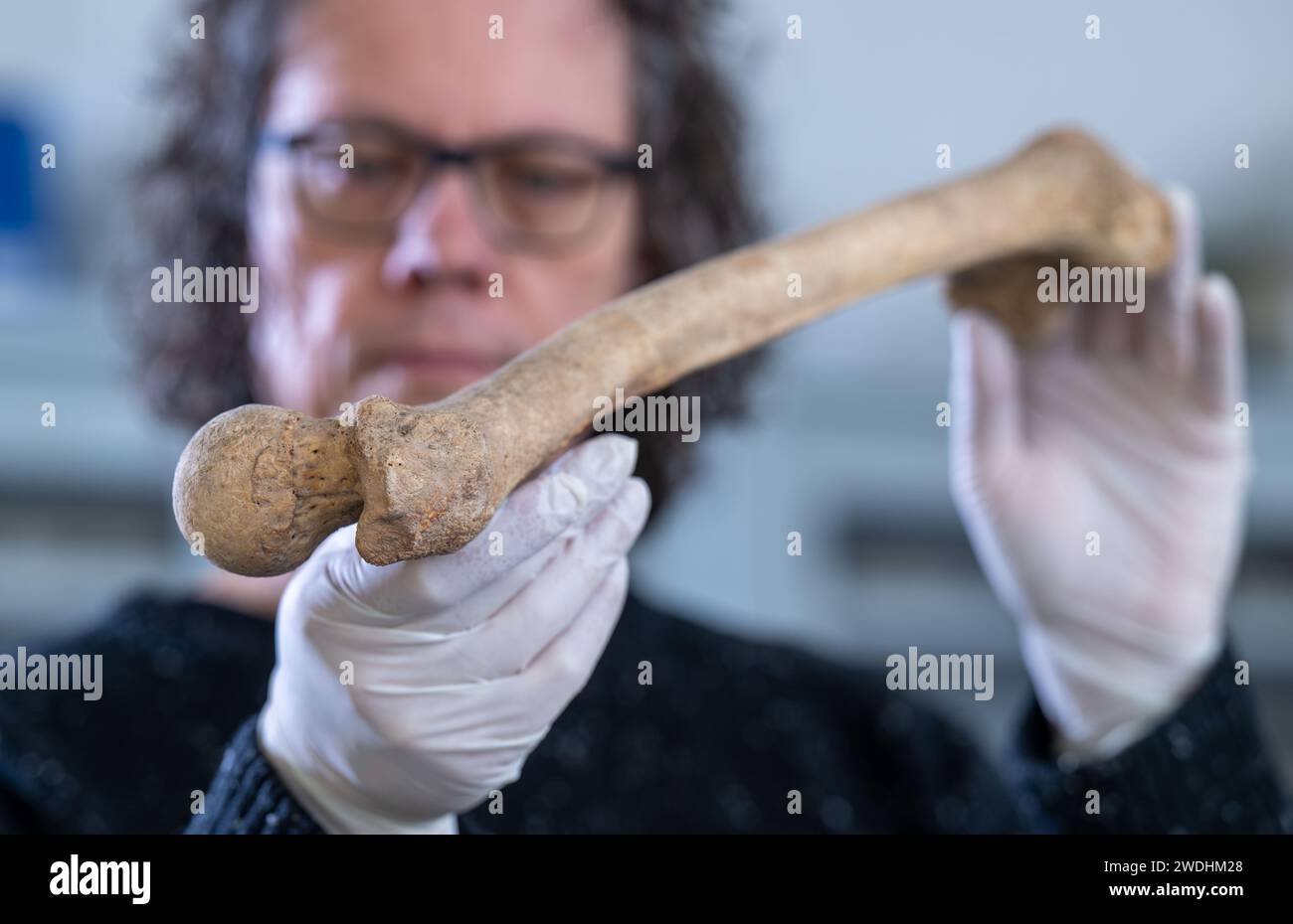 External skeletons hi-res stock photography and images - Alamy