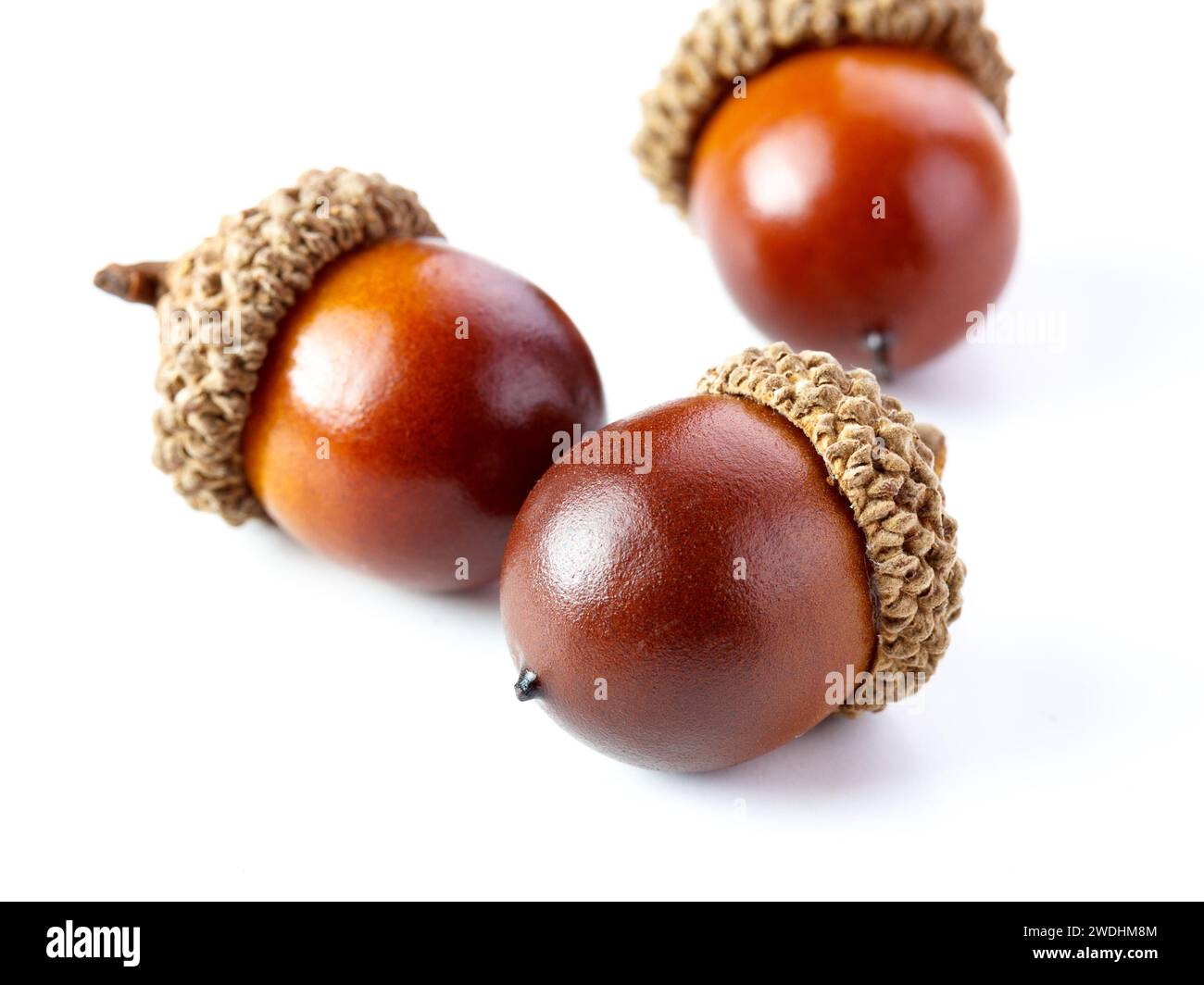 Group of acorns hi-res stock photography and images - Alamy