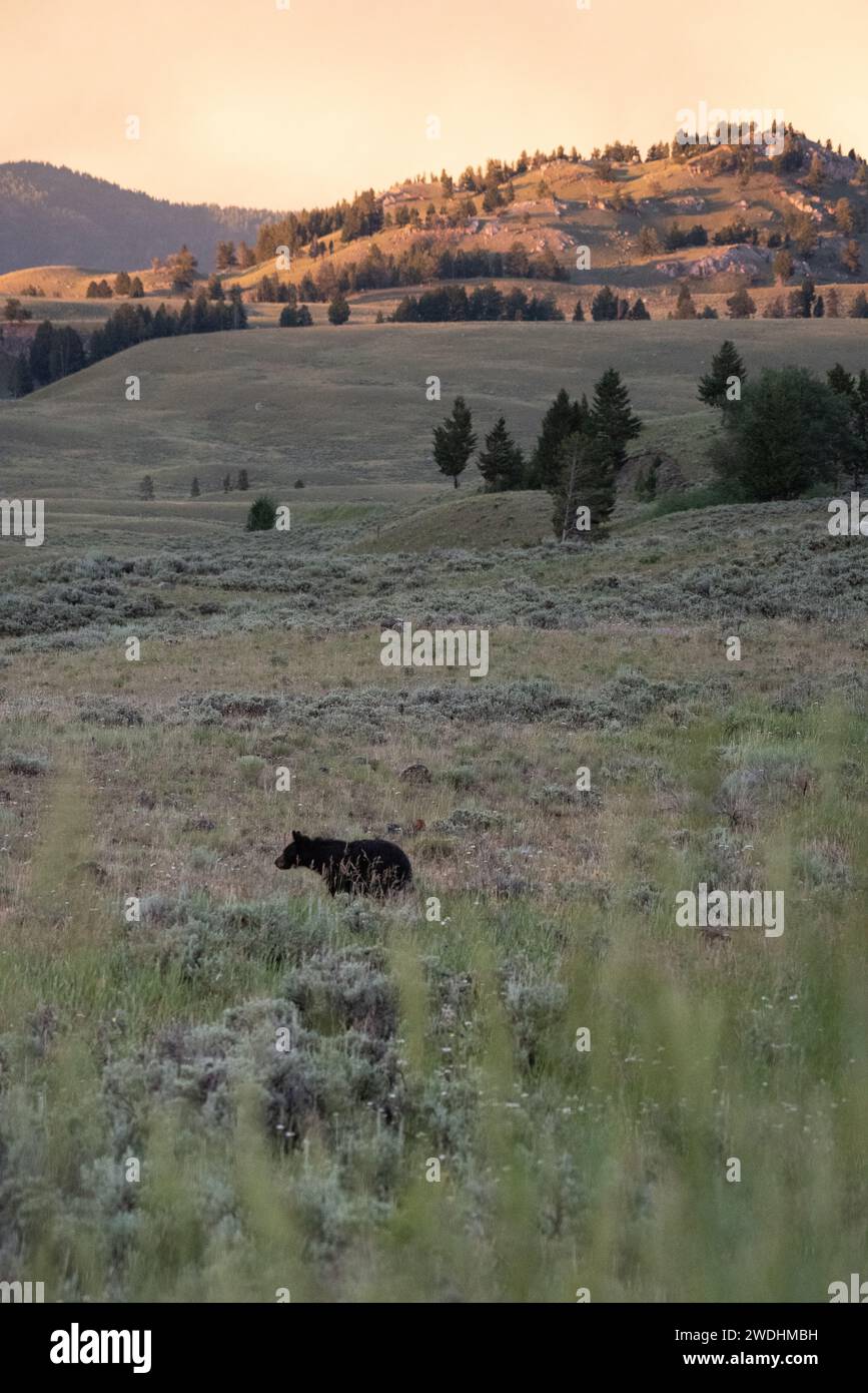 Rustic Roots Stock Photography Stock Photo - Alamy