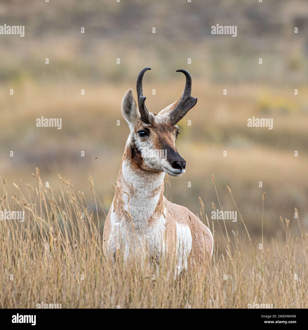 Pronghorn tail hi-res stock photography and images - Alamy