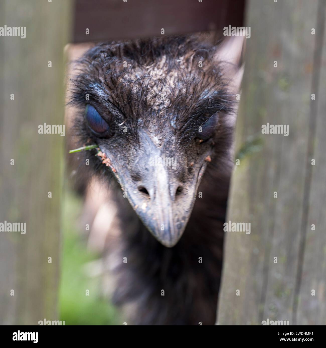 Detail of an Emu bird's head behind wooden fence Stock Photo - Alamy