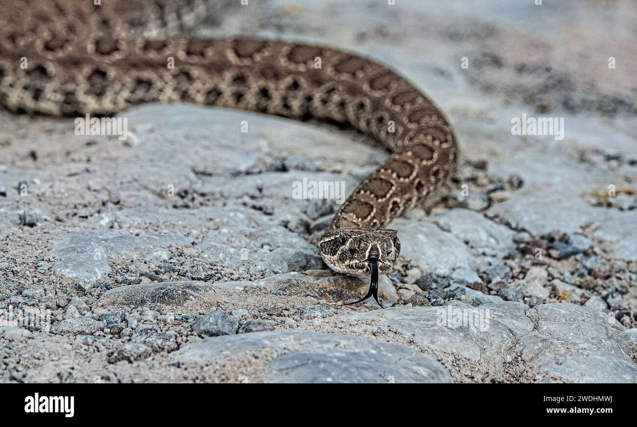 Rustic Roots Stock Photography Stock Photo - Alamy
