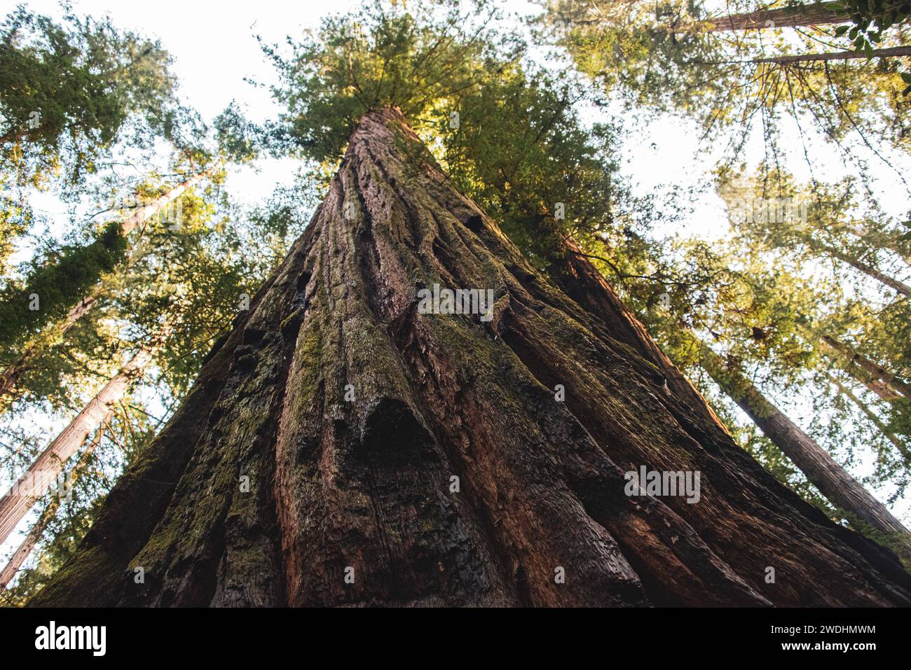 Temperate broadleaf and mixed forests hi-res stock photography and ...