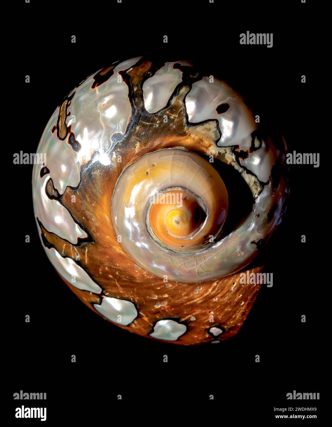 Pearly snail sea shell of Turbo sarmaticus South African turban on a ...