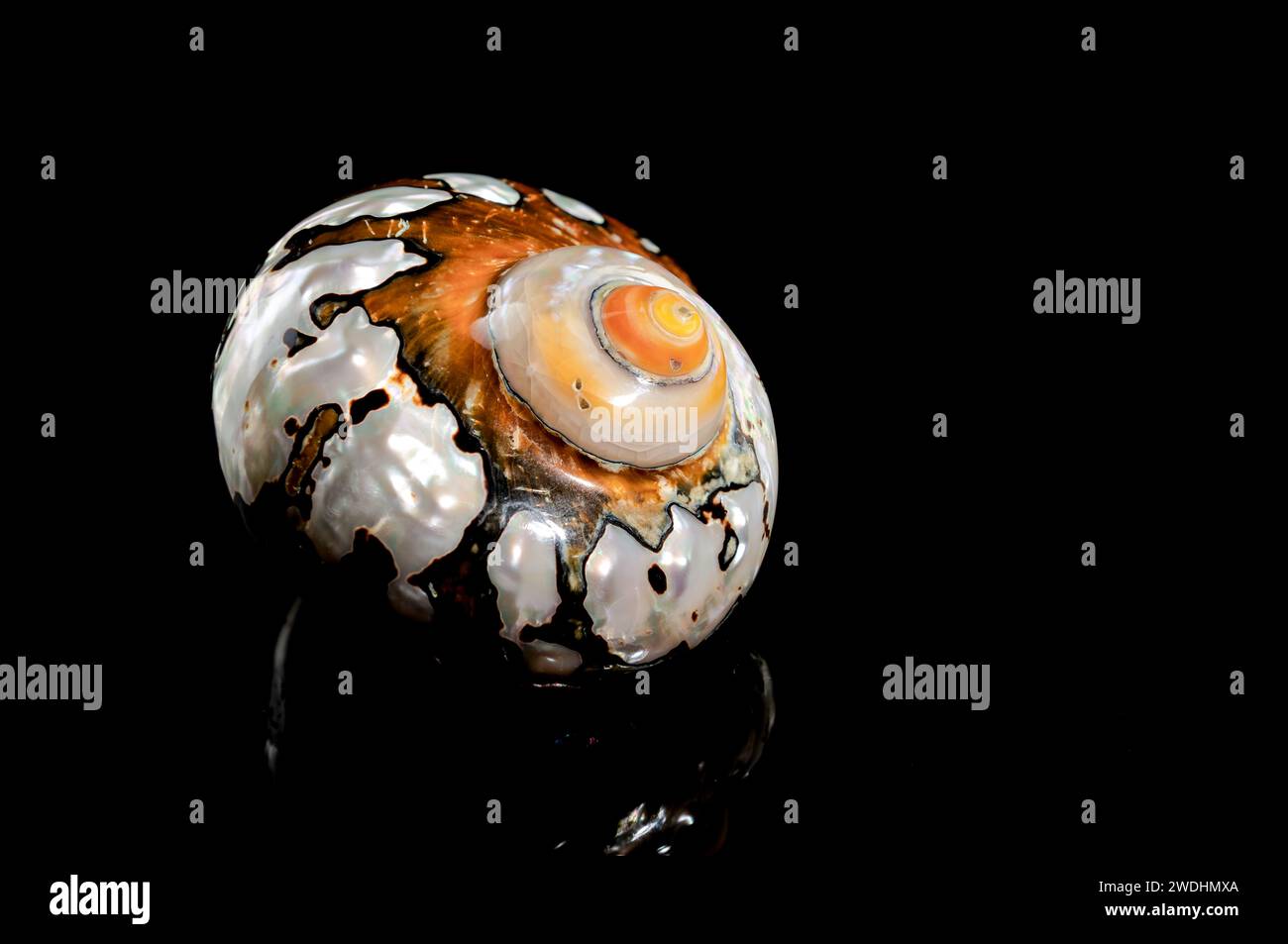 Pearl turbo shell hi-res stock photography and images - Alamy