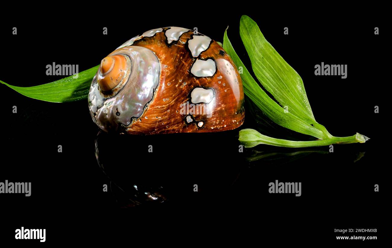 Pearly snail sea shell of Turbo sarmaticus South African turban on a ...