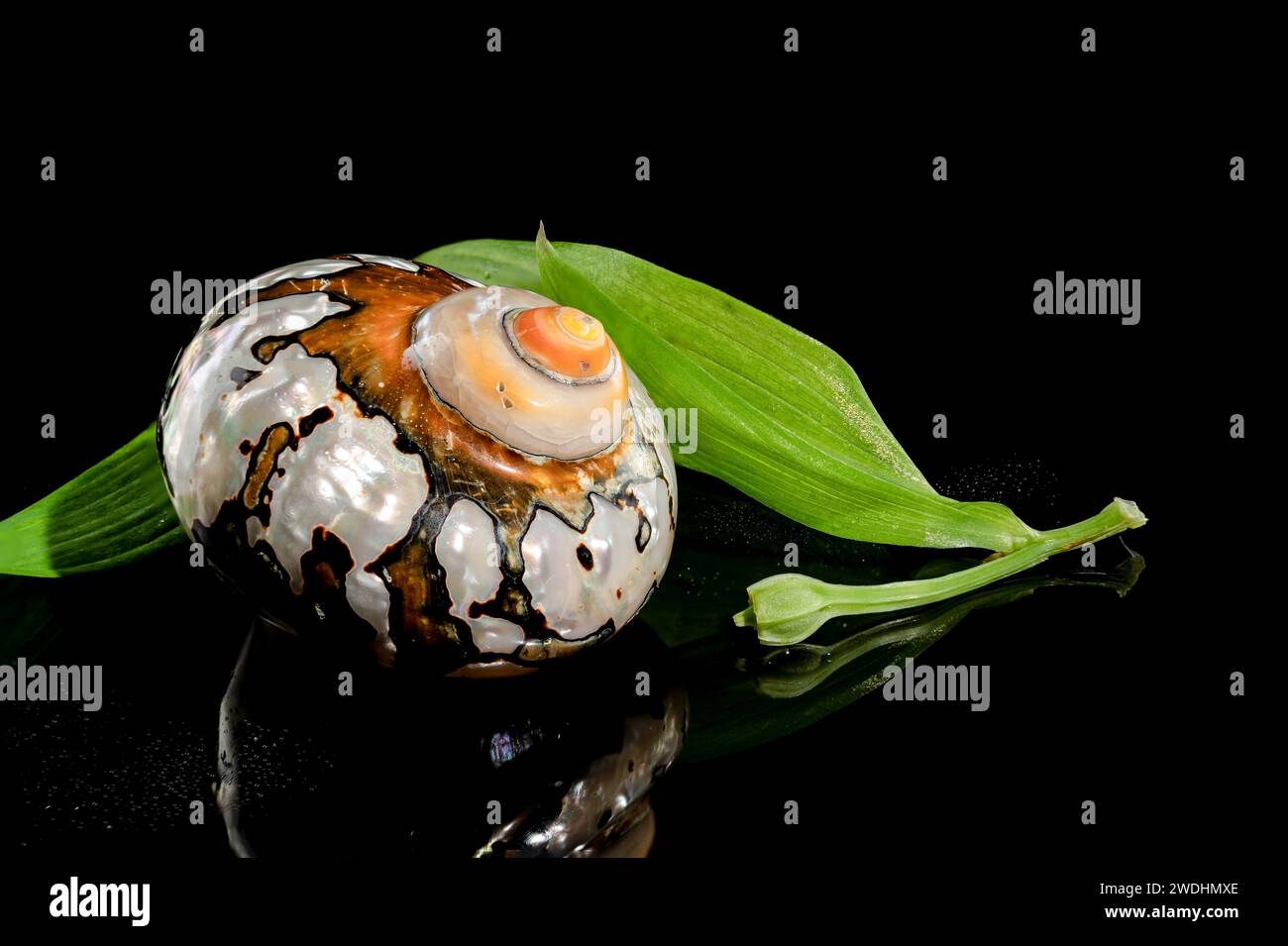 Pearl turbo shell hi-res stock photography and images - Alamy