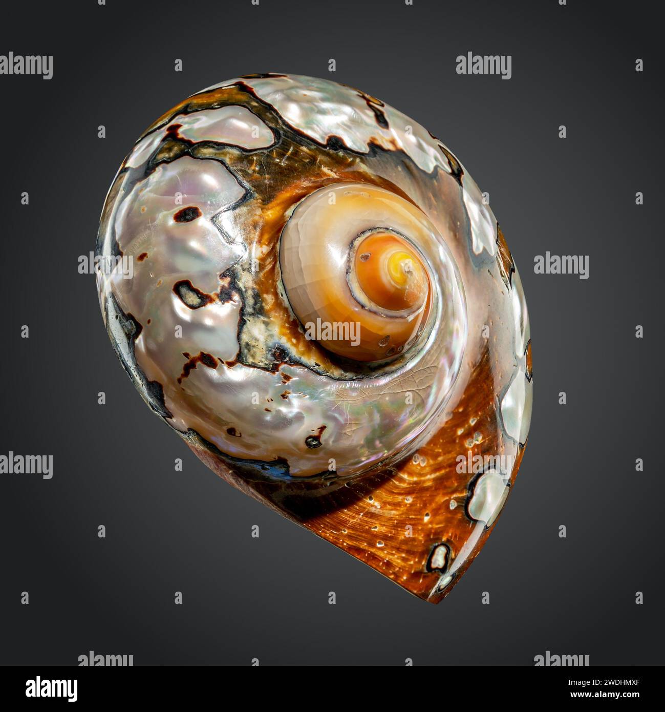 Pearly snail sea shell of Turbo sarmaticus South African turban on a ...