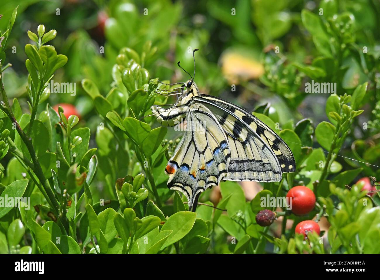 Butterfly eggs leaves hi-res stock photography and images - Alamy
