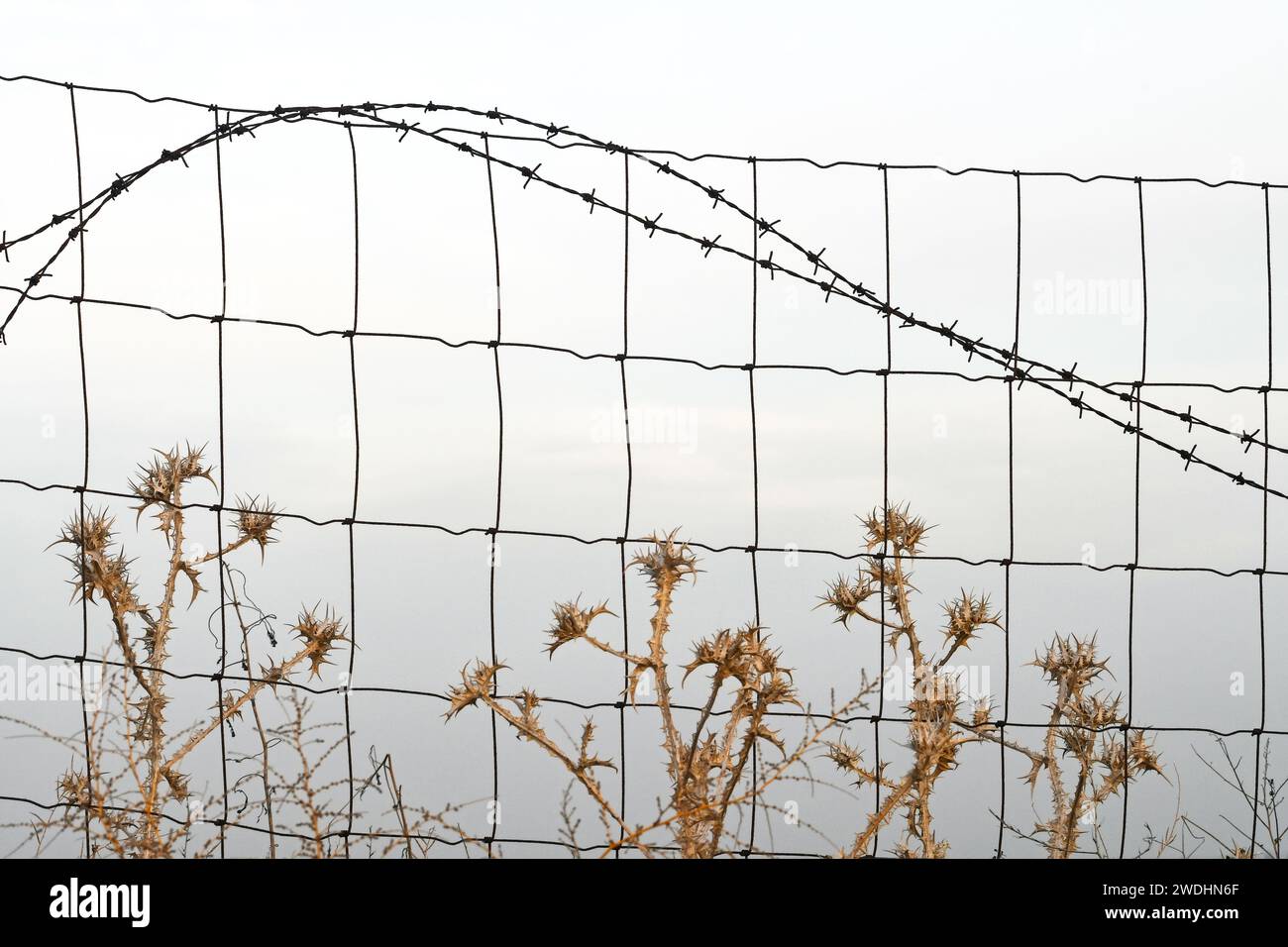 Thorns, fence and barbed wire Stock Photo - Alamy