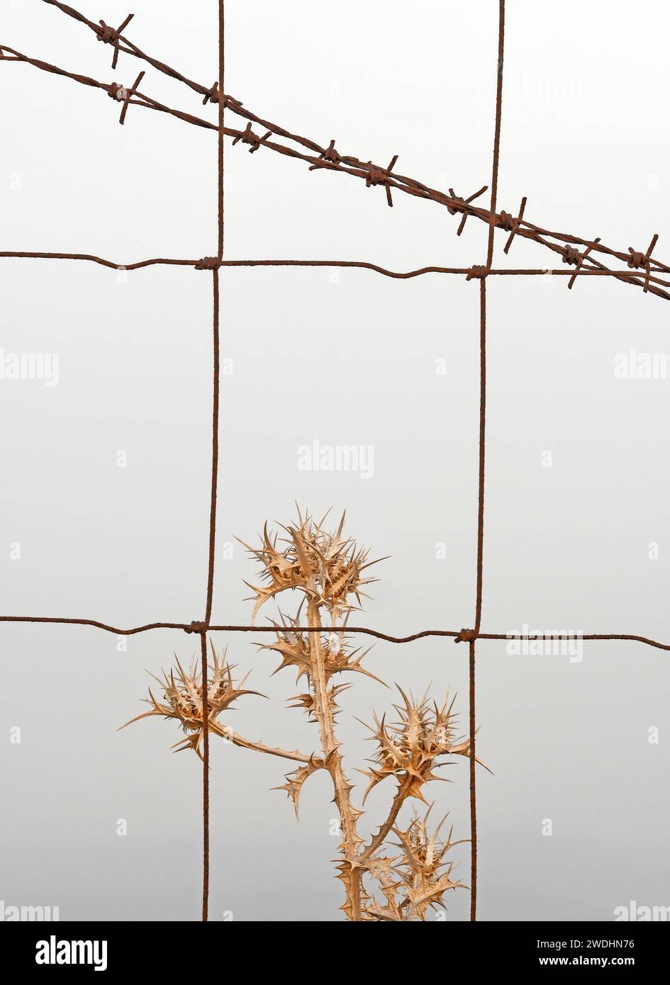 Thorns, fence and barbed wire Stock Photo - Alamy