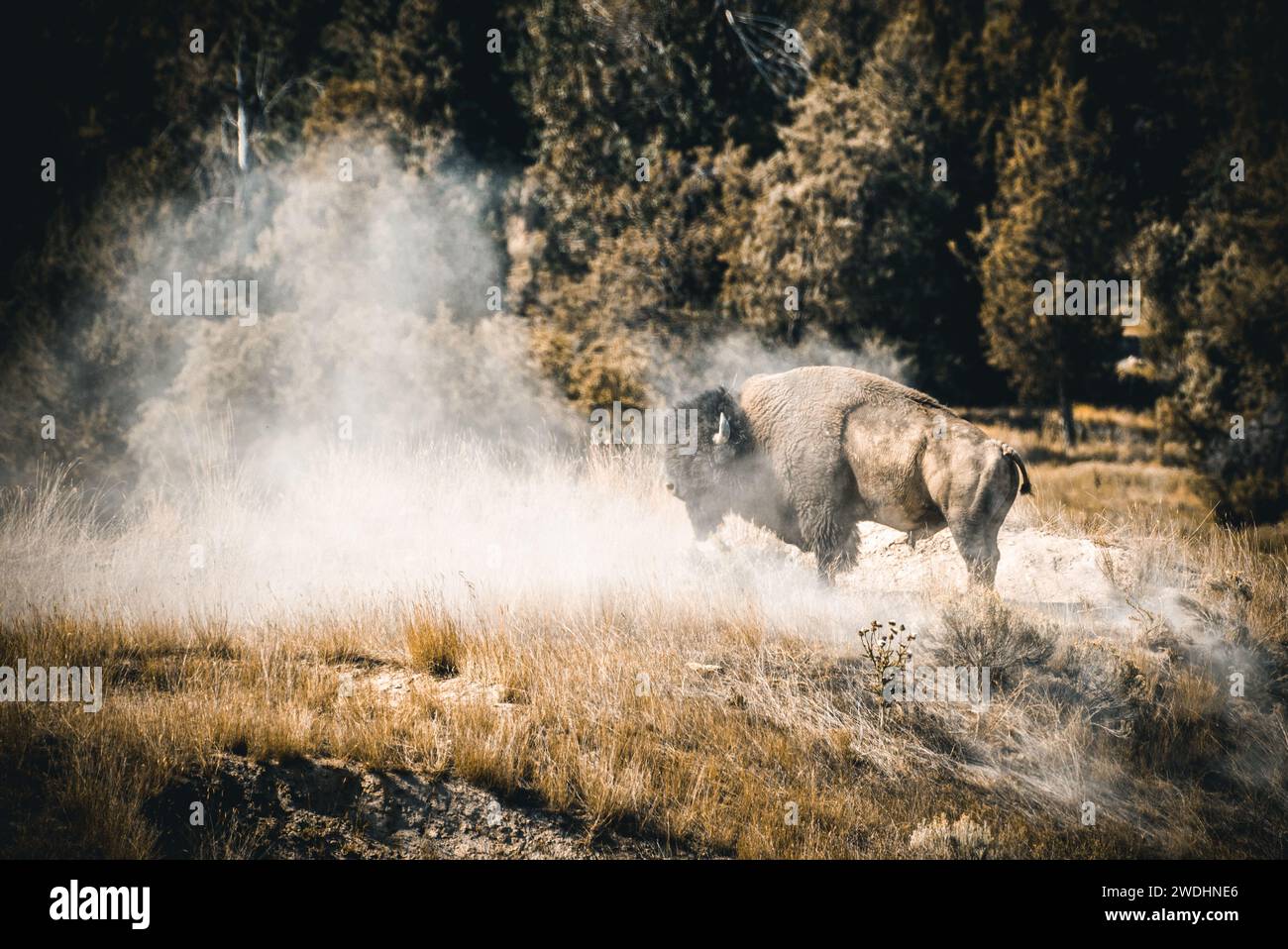 Old tree roots night hi-res stock photography and images - Alamy