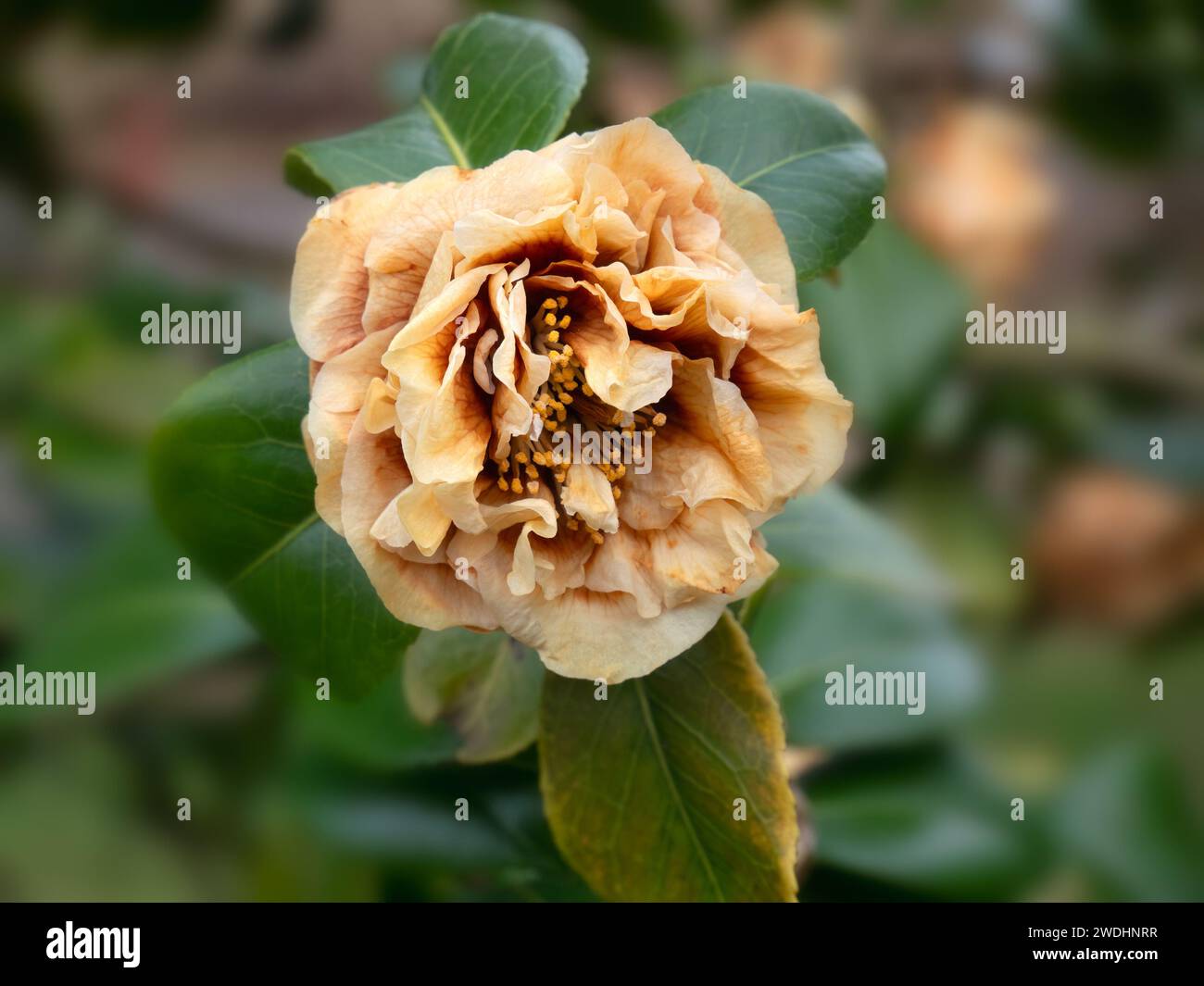 Faded flowers of Camellia japonica 'Hakurakuten' in a garden in spring ...