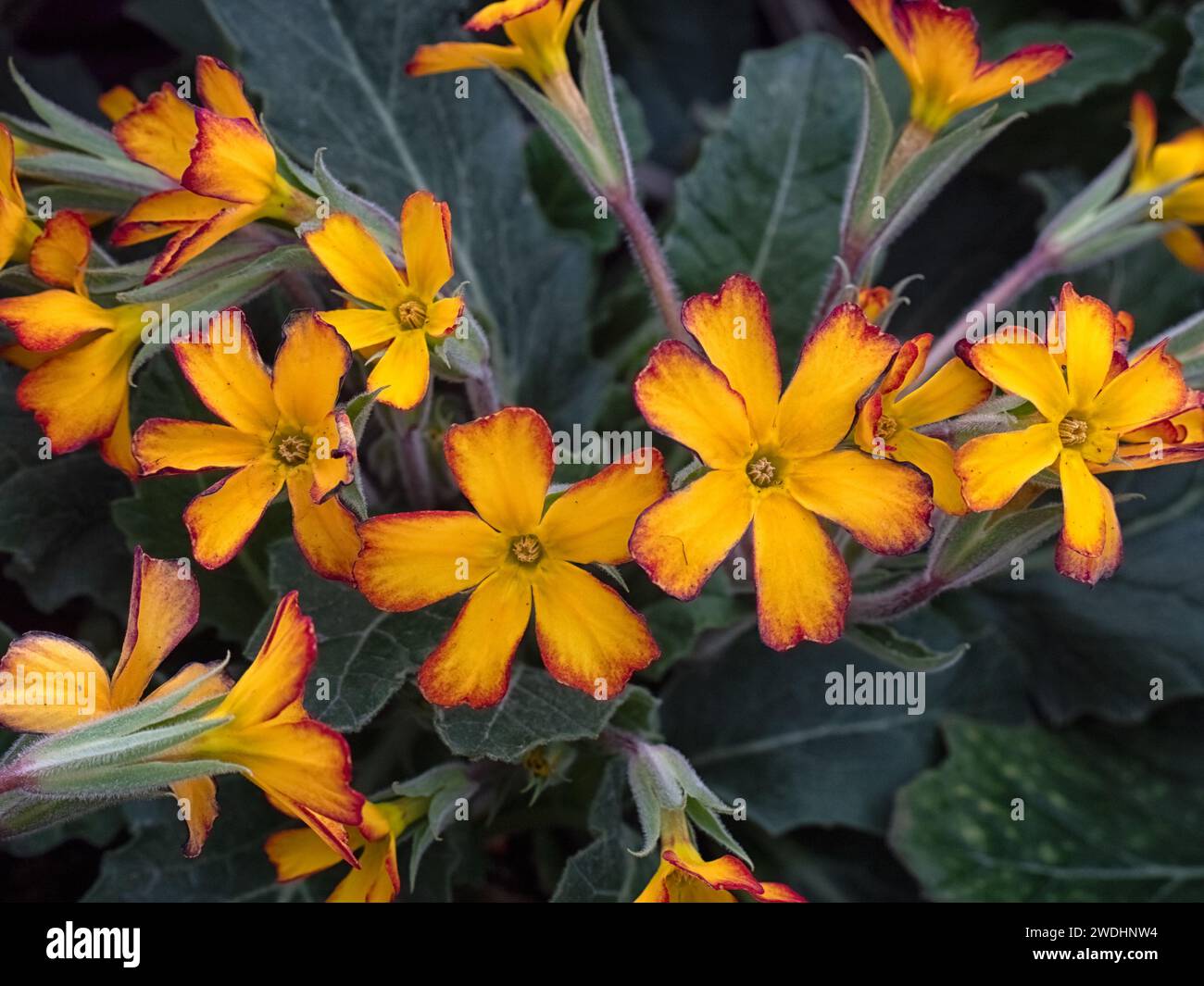 Closeup of flowers of Primula vulgaris Oakleaf Yellow Picotee in a ...