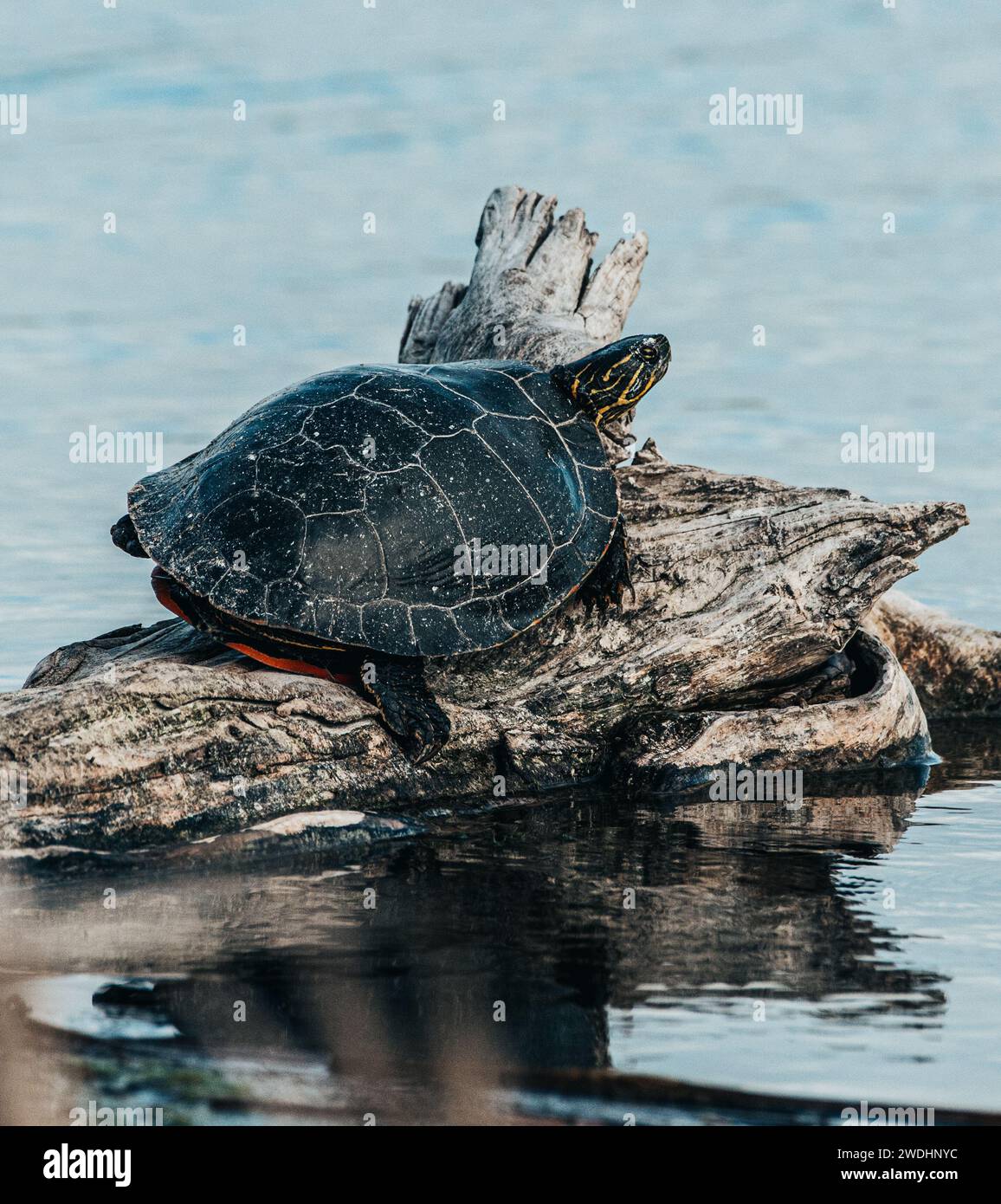 Redbelly photography hi-res stock photography and images - Alamy