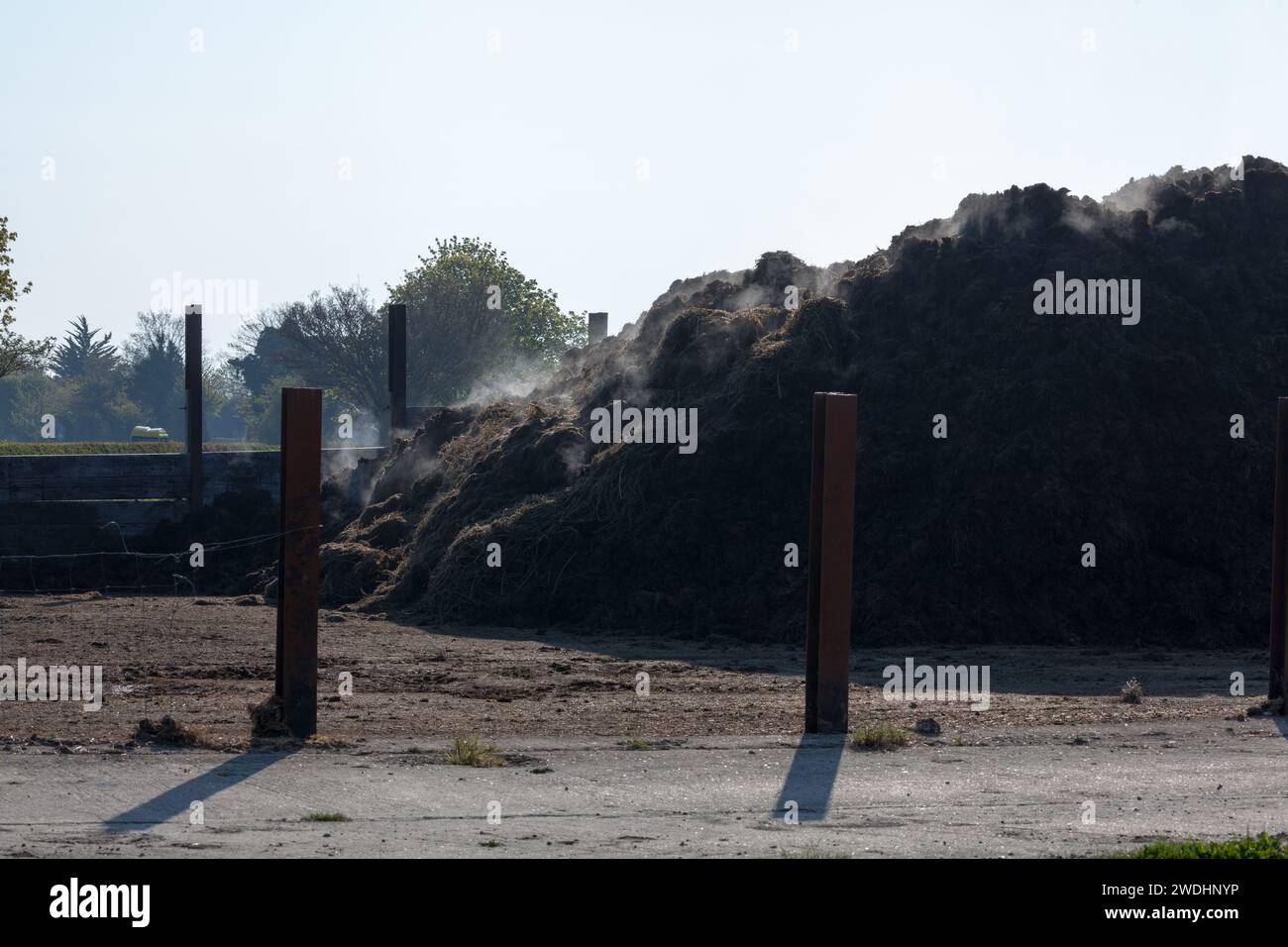 Fresh cow dung manure hi-res stock photography and images - Alamy