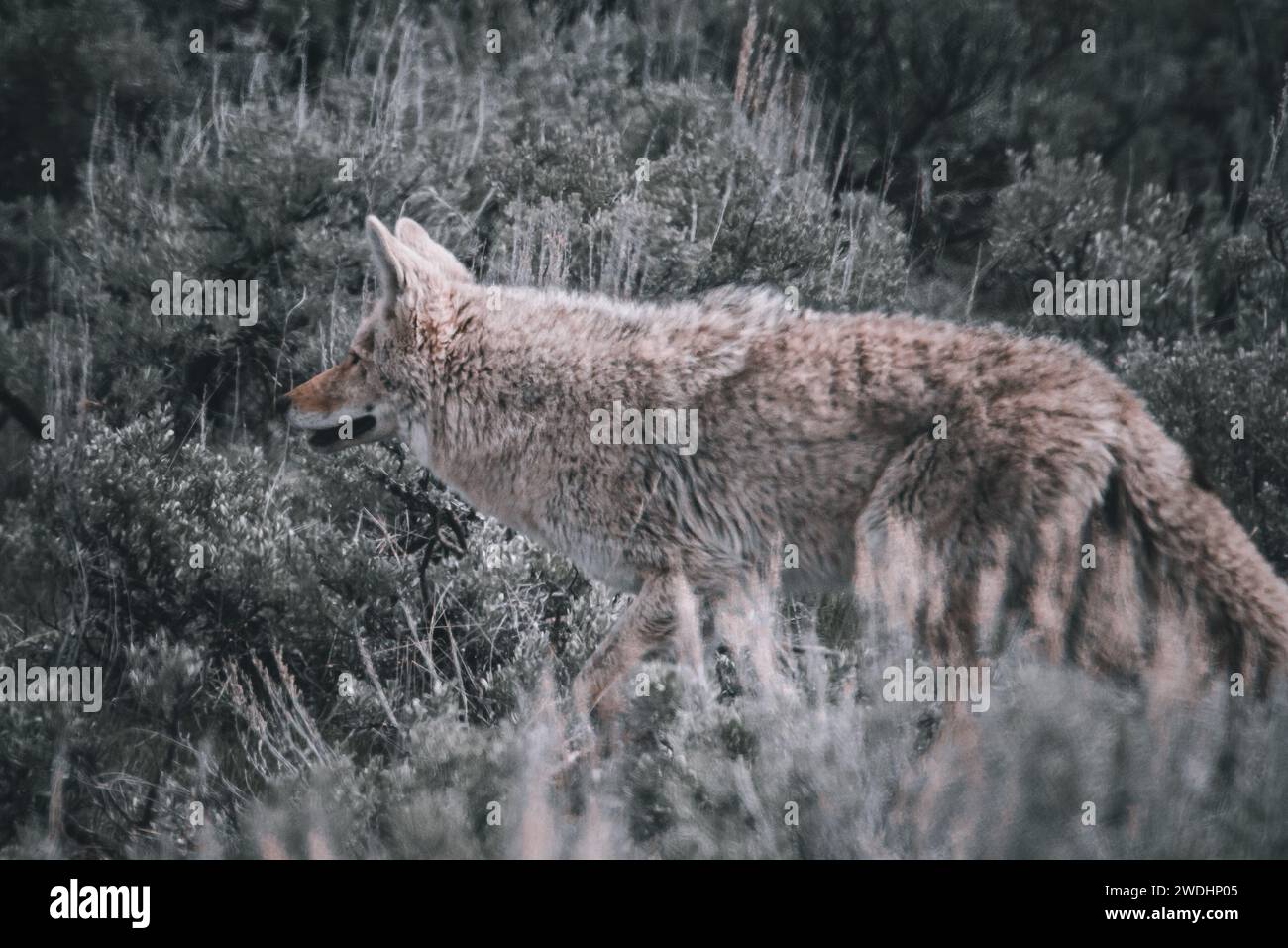 Medium sized fox hi-res stock photography and images - Alamy