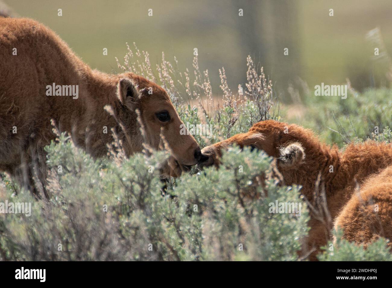 Organism roots hi-res stock photography and images - Alamy