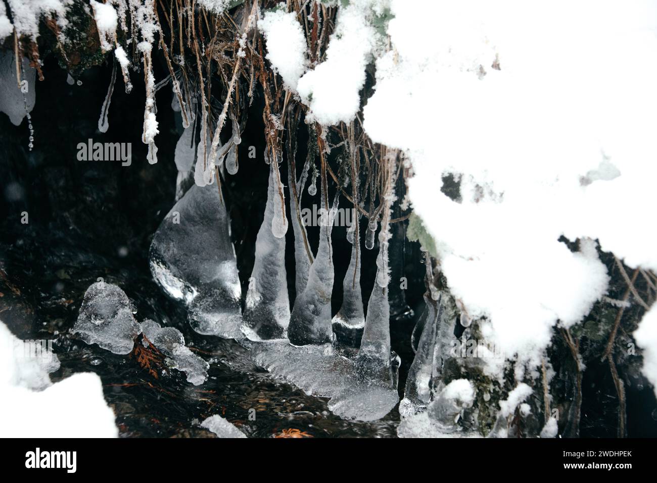 Stalactite plant hi-res stock photography and images - Alamy