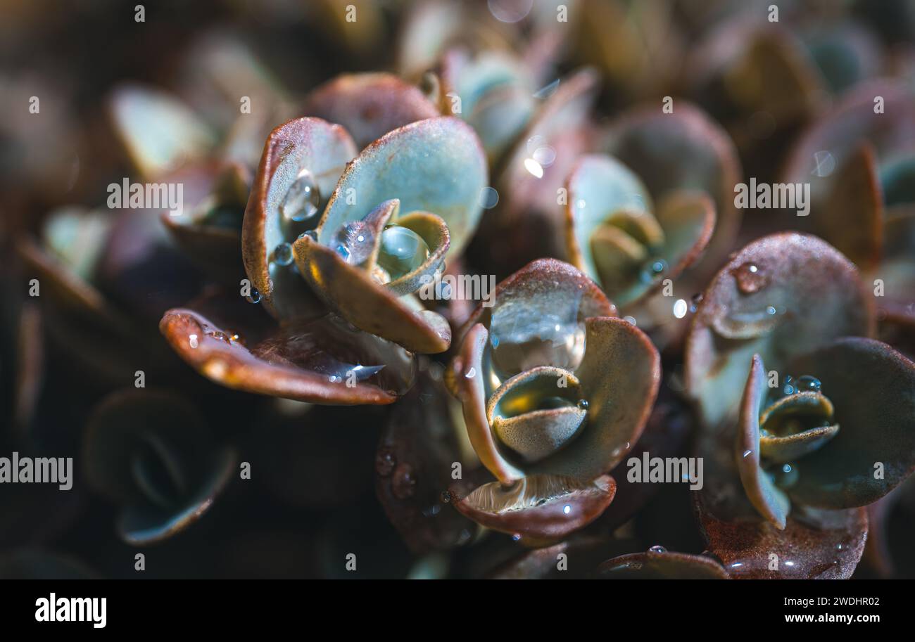 Rustic Roots Stock Photography Stock Photo - Alamy