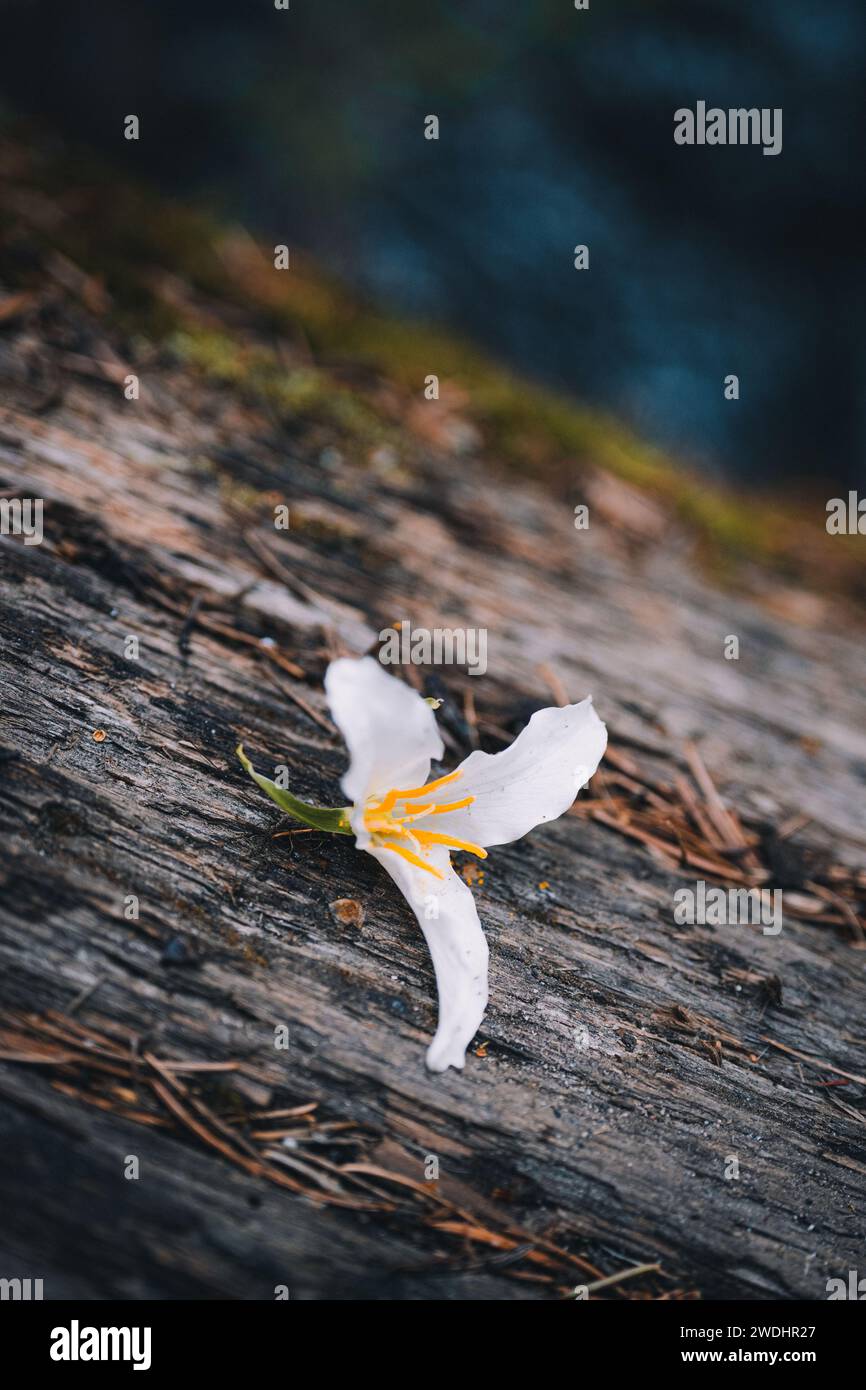 Flash photography forest hi-res stock photography and images - Alamy