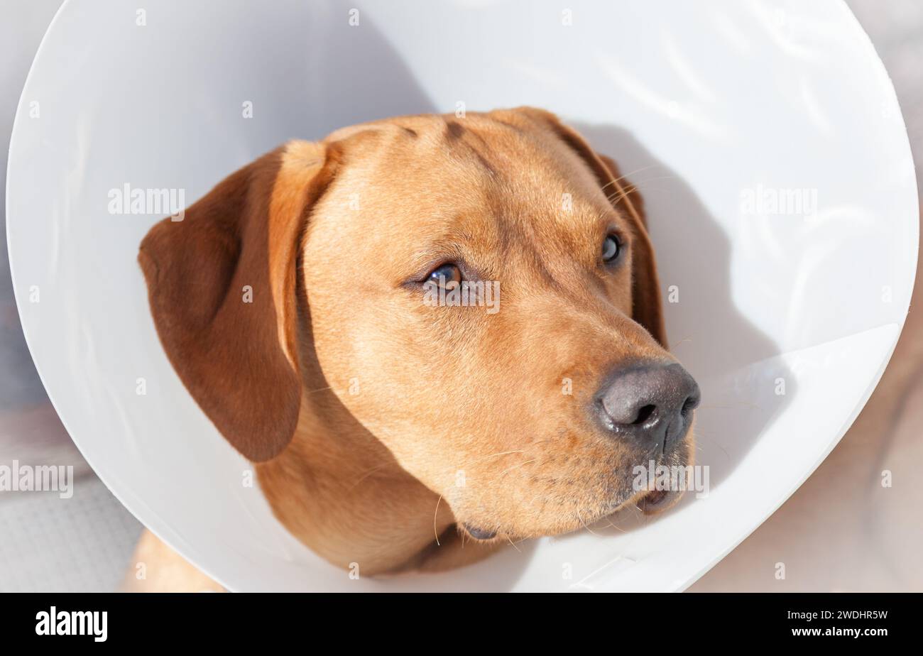 Labrador vet hi-res stock photography and images - Alamy