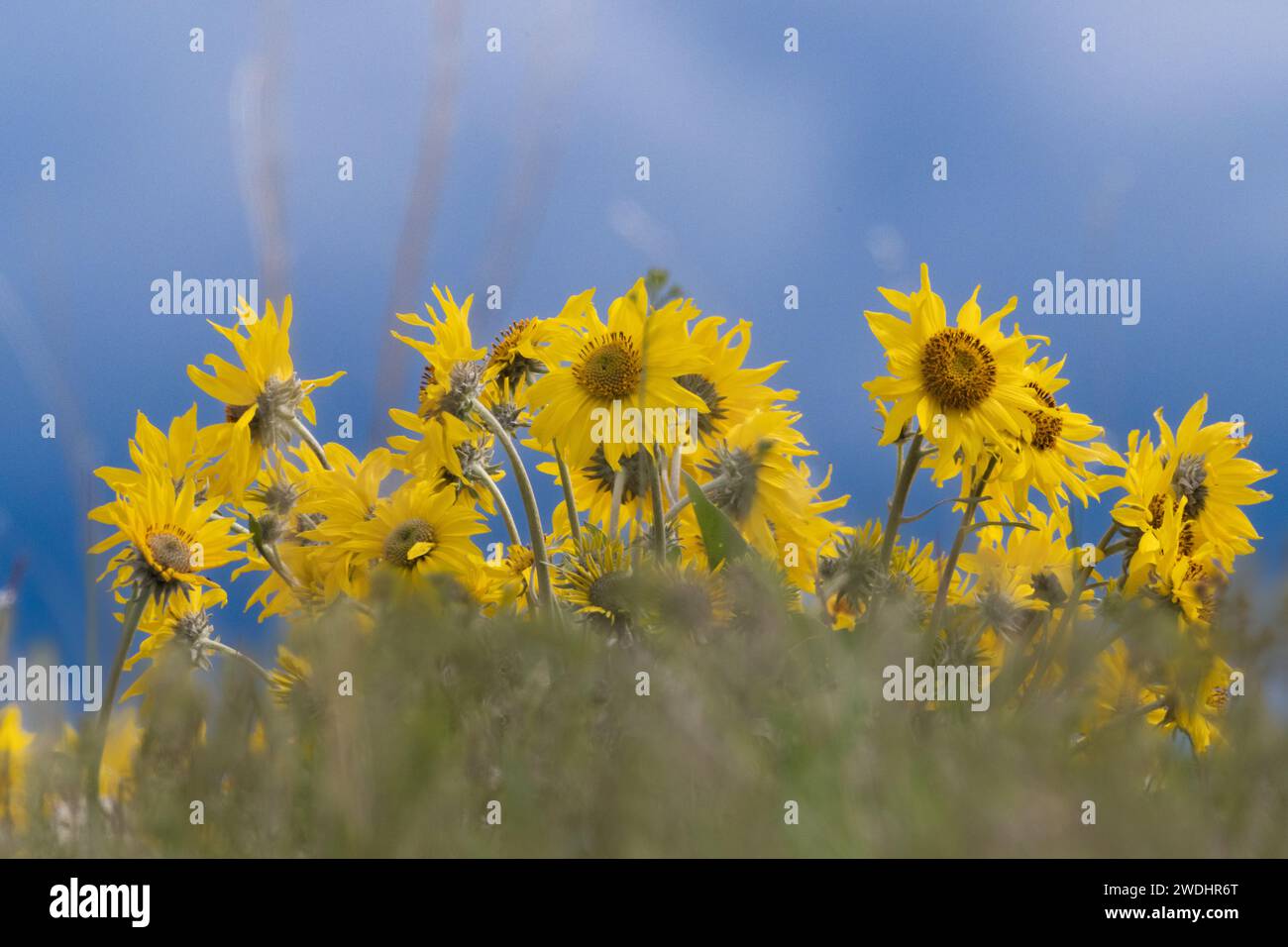 Daisy roots hi-res stock photography and images - Alamy