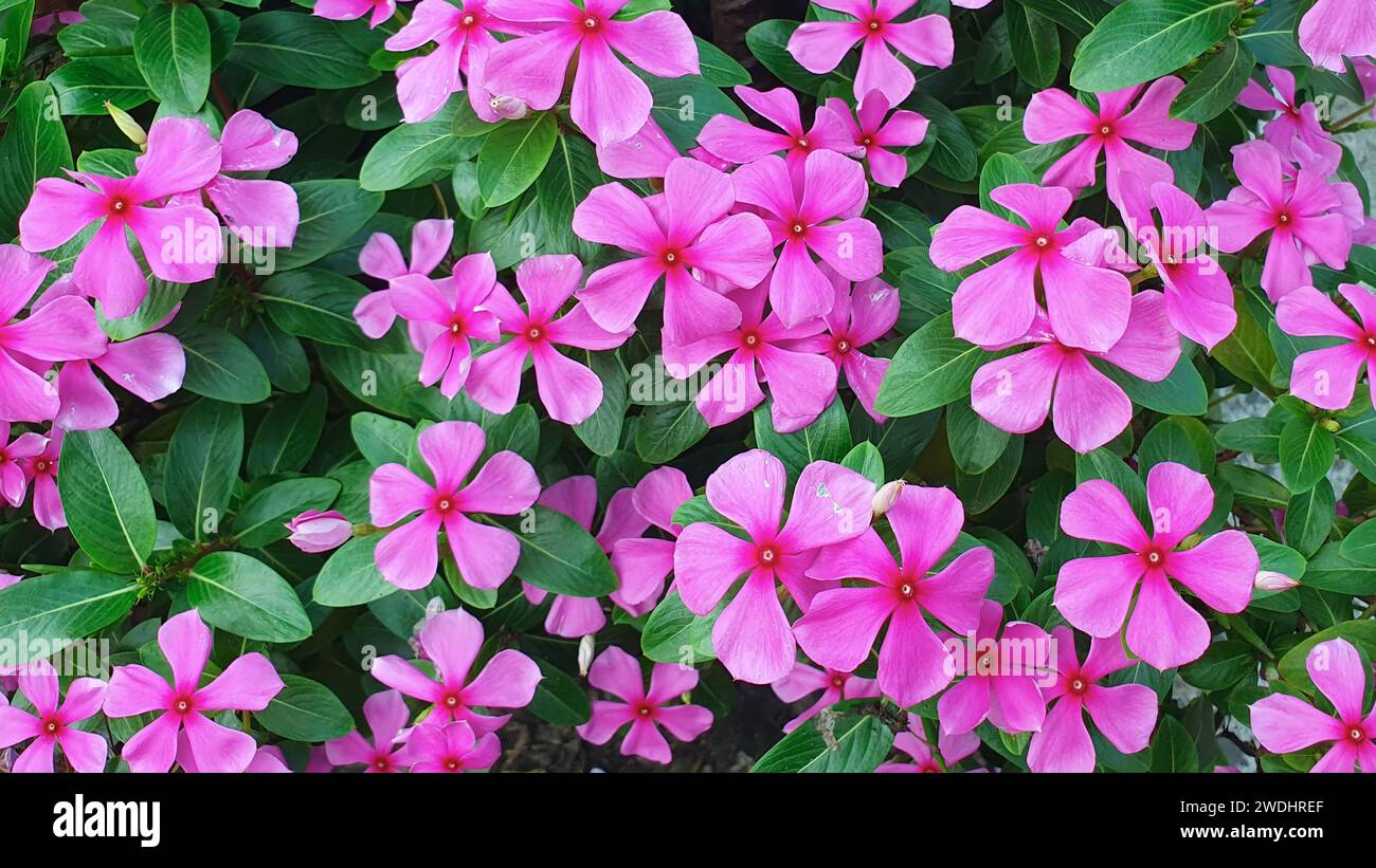 Roof top garden hi-res stock photography and images - Alamy