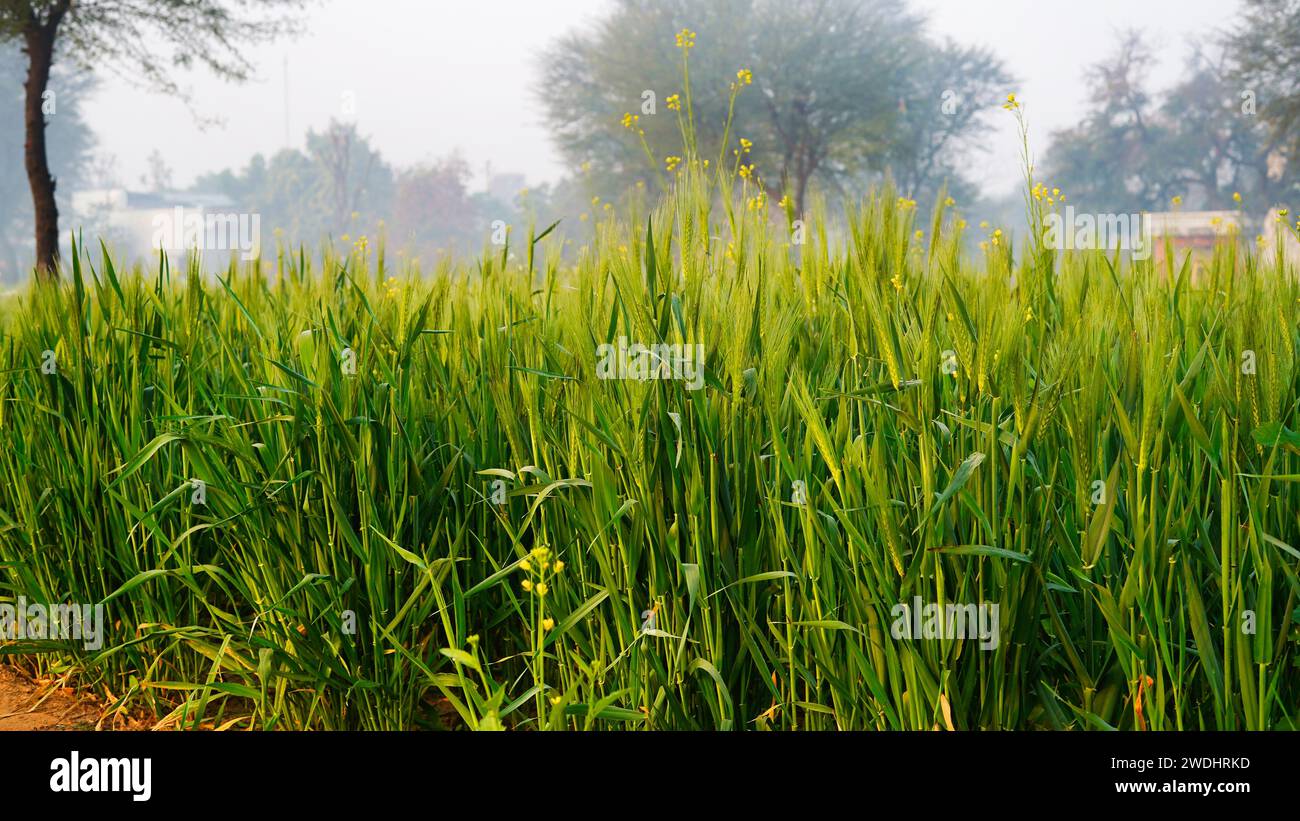 Rows of young emerging green wheat crops, Green field of wheat with ...