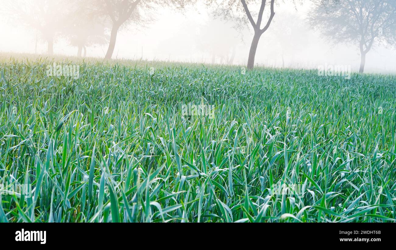 Drops of dew on a young wheat leaves close up macro in sunlight . Wheat ...
