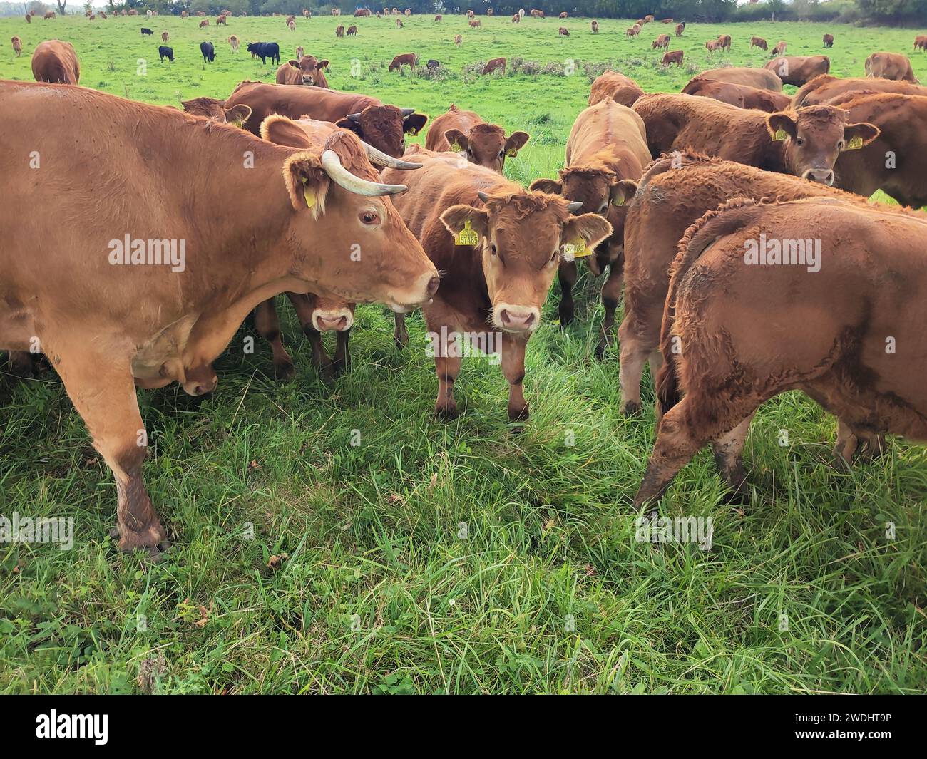 Group of cows hi-res stock photography and images - Alamy