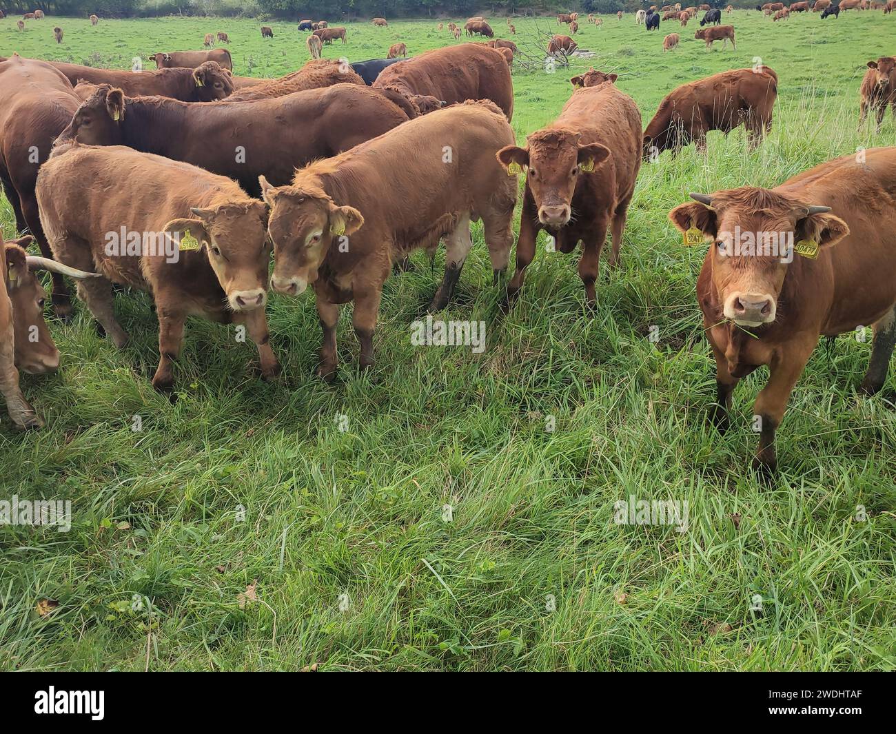 A group of cows in the pasture stare Stock Photo - Alamy