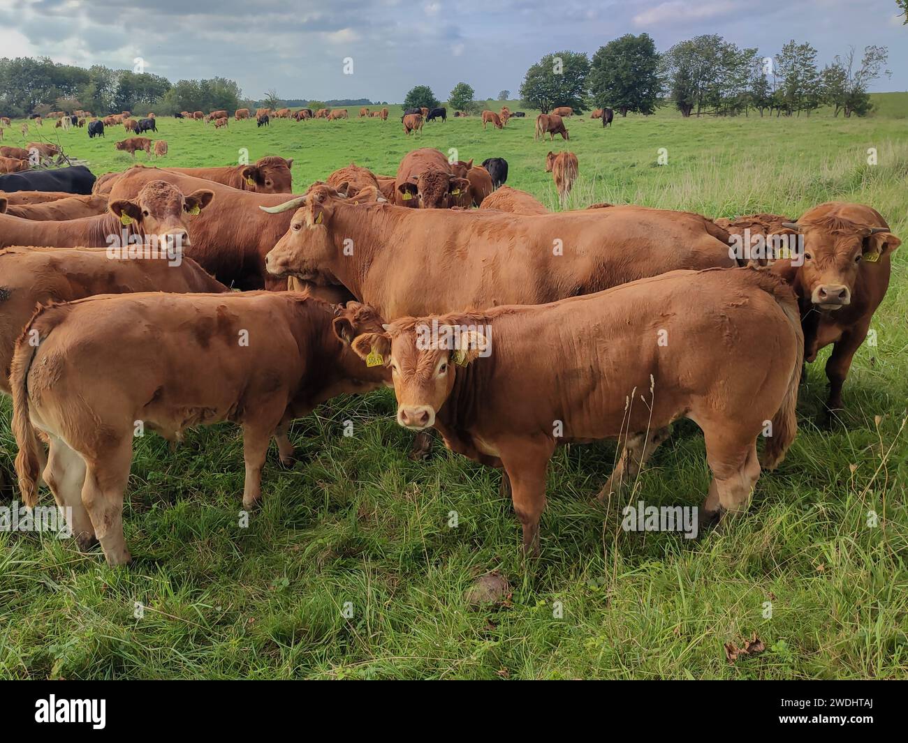 Group of many farm animals hi-res stock photography and images - Alamy