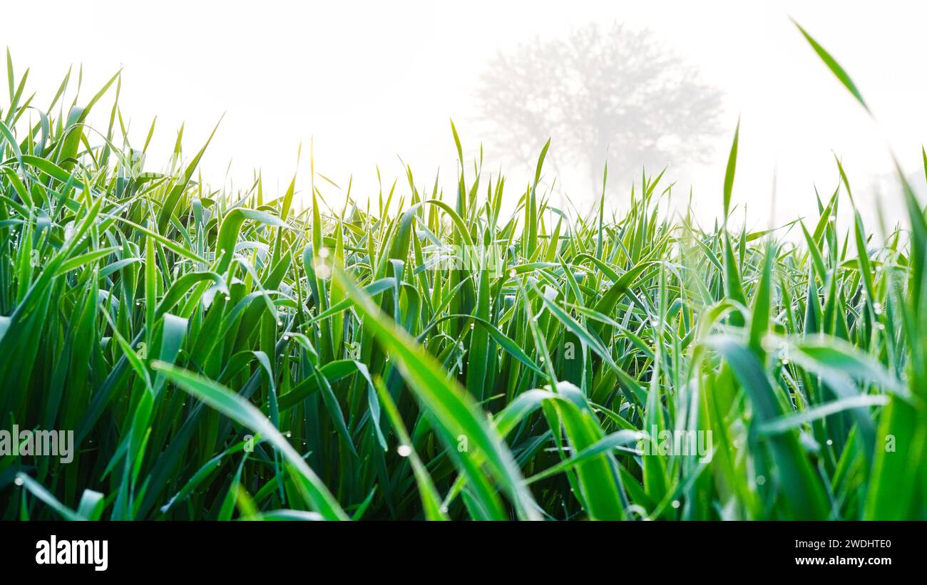 Drops of dew on a young wheat leaves close up macro in sunlight . Wheat ...