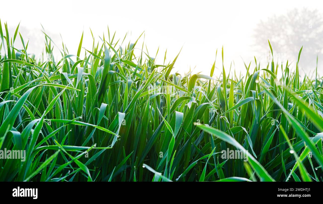 Sstkindianculture hi-res stock photography and images - Alamy