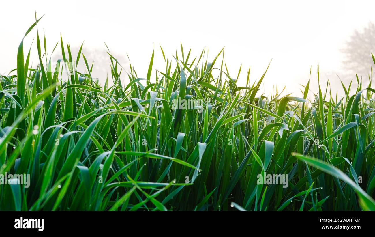 Drops of dew on a young wheat leaves close up macro in sunlight . Wheat ...