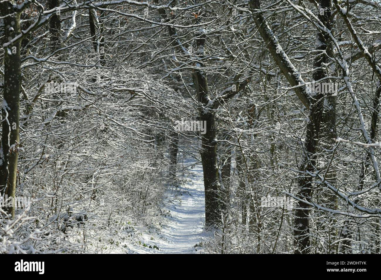 Narrow path through snow hi-res stock photography and images - Alamy