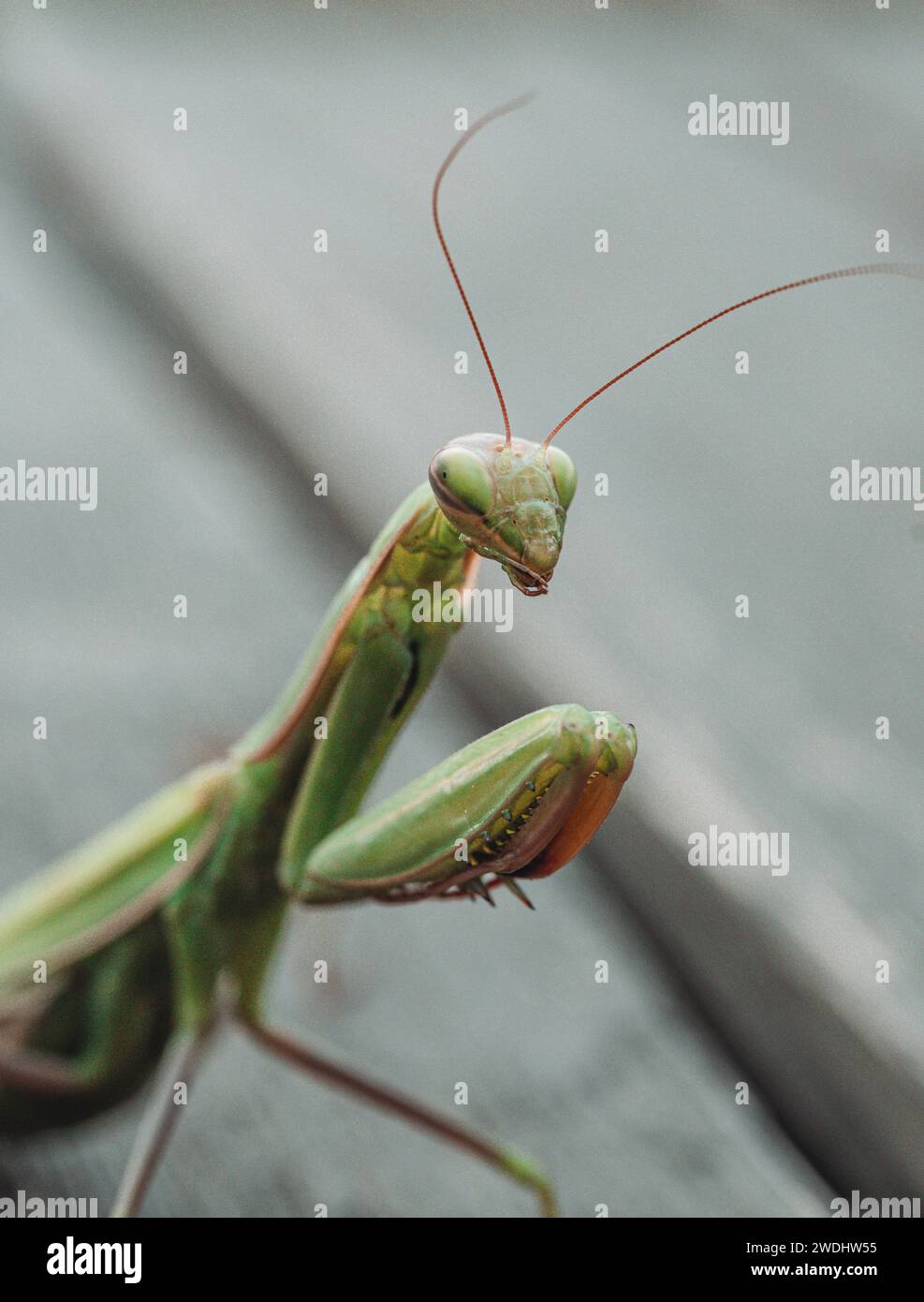 Rustic Roots Stock Photography Stock Photo - Alamy