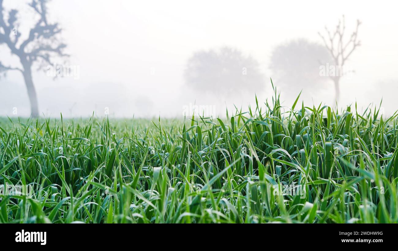 Drops of dew on a young wheat leaves close up macro in sunlight . Wheat ...