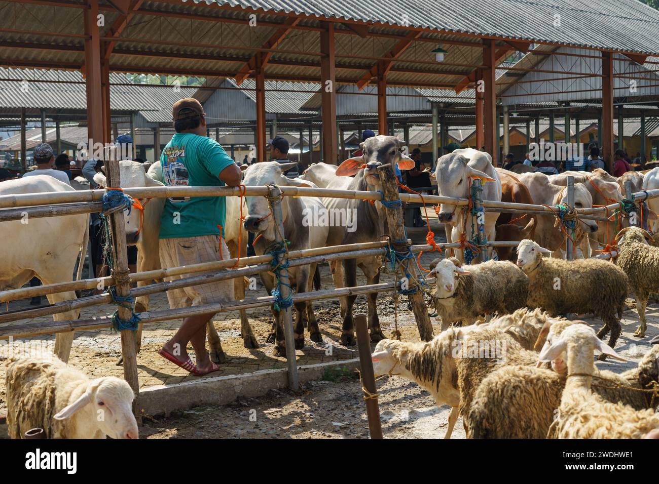 People trading sheep or livestock at Pasar Pon animal traditional ...
