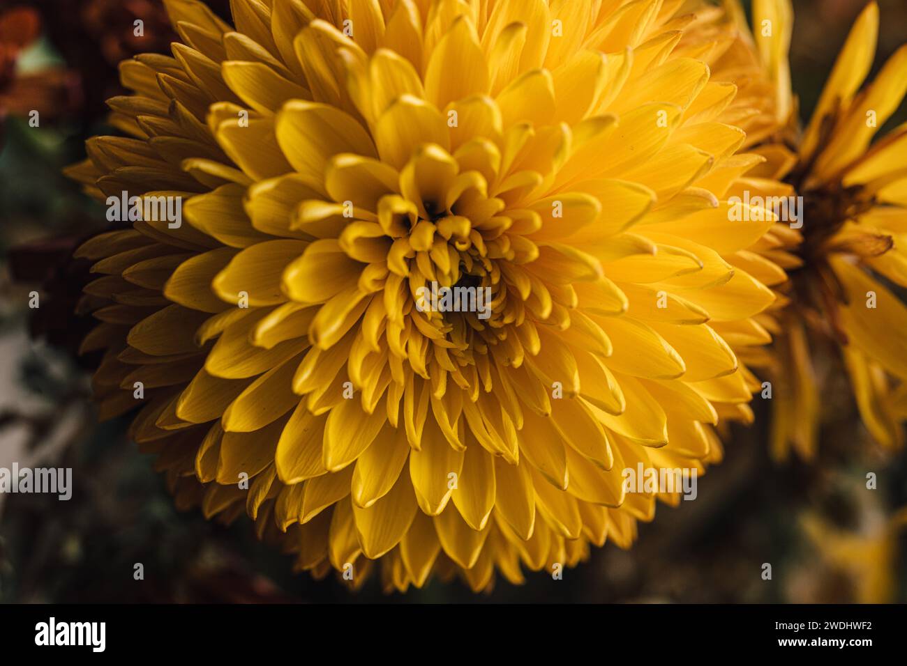 Rustic Roots Stock Photography Stock Photo - Alamy