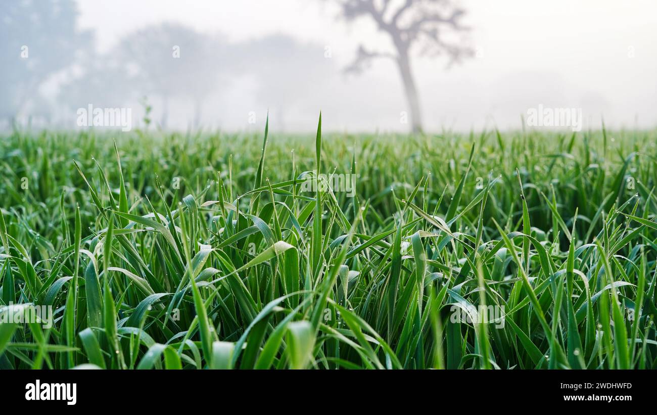 Drops of dew on a young wheat leaves close up macro in sunlight . Wheat ...