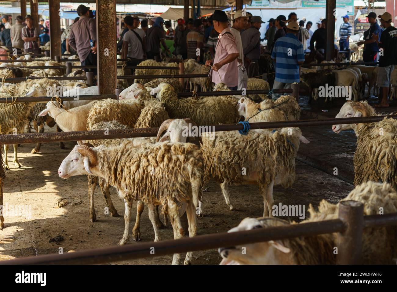 People trading sheep or livestock at Pasar Pon animal traditional ...