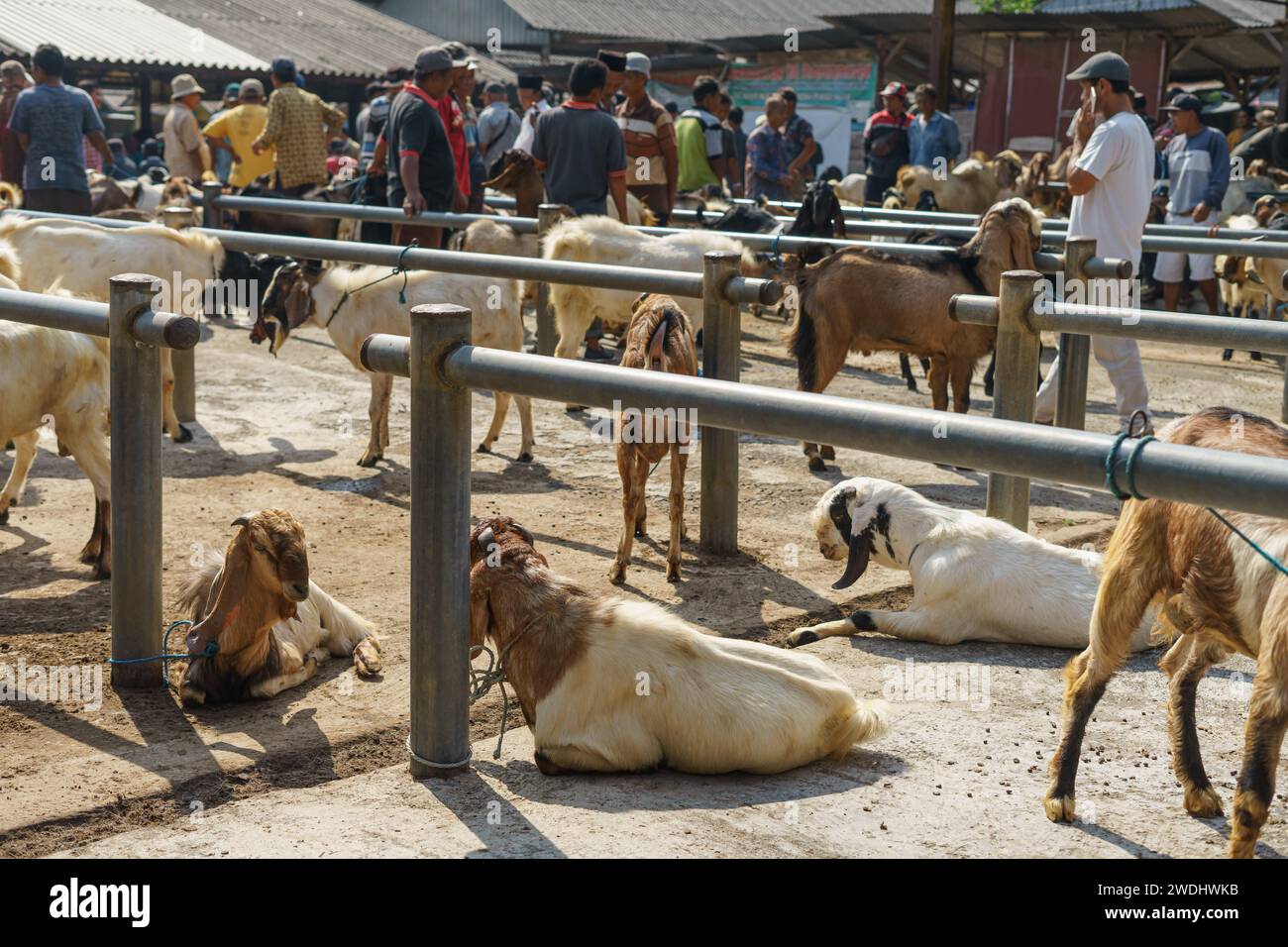 People trading goat or livestock at Pasar Pon animal traditional market ...