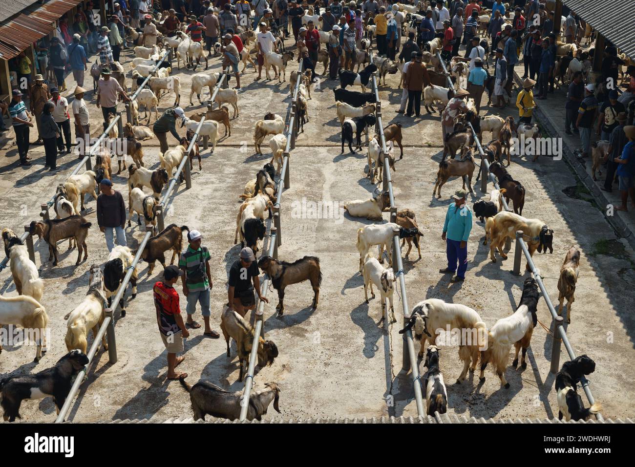 People trading goat or livestock at Pasar Pon animal traditional market ...