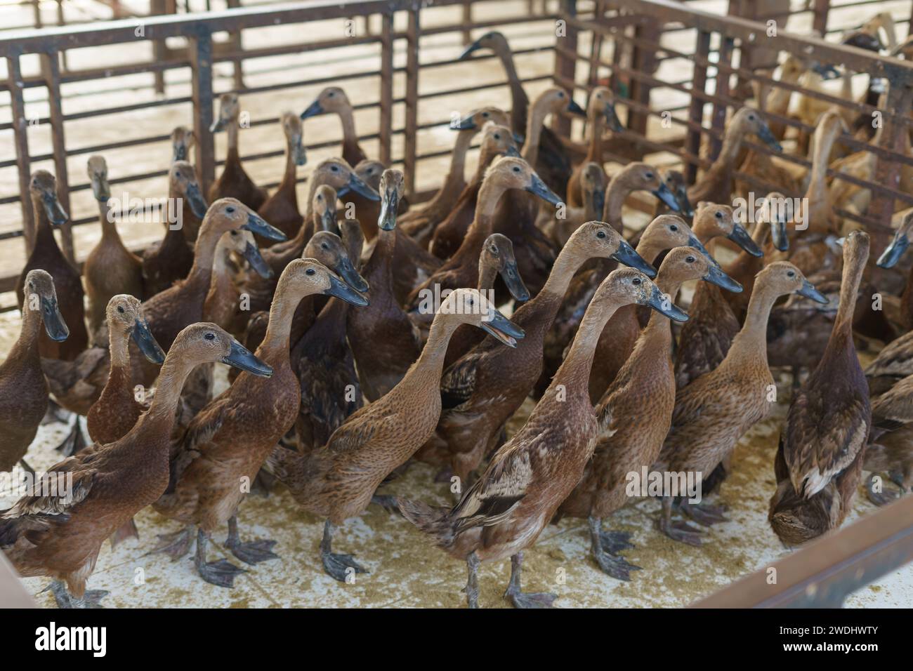 Group of ducks walking in a ranch farm house Stock Photo - Alamy
