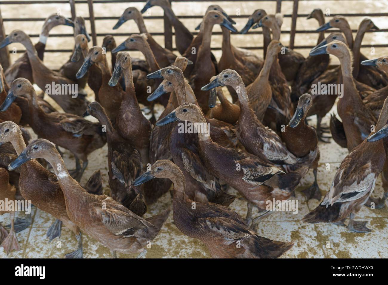 Group of ducks walking in a ranch farm house Stock Photo - Alamy