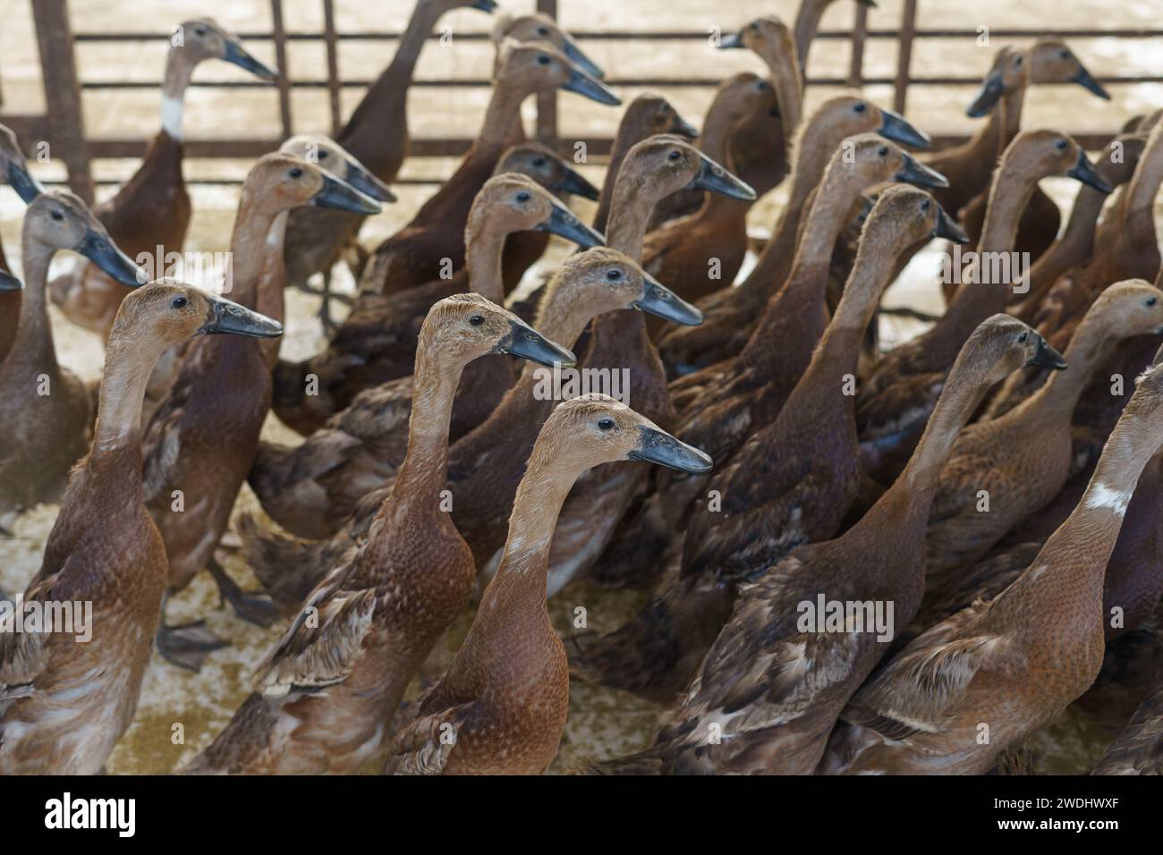 Group of ducks walking in a ranch farm house Stock Photo - Alamy