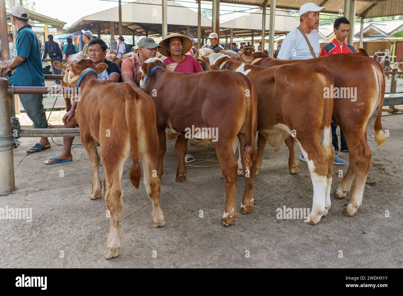 Farmers trading cattle or cow at Pasar Pon traditional animal market in ...