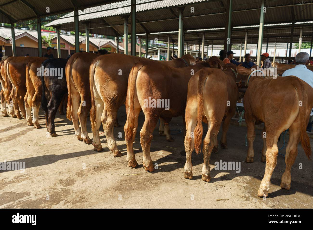 Eid cattle hi-res stock photography and images - Alamy